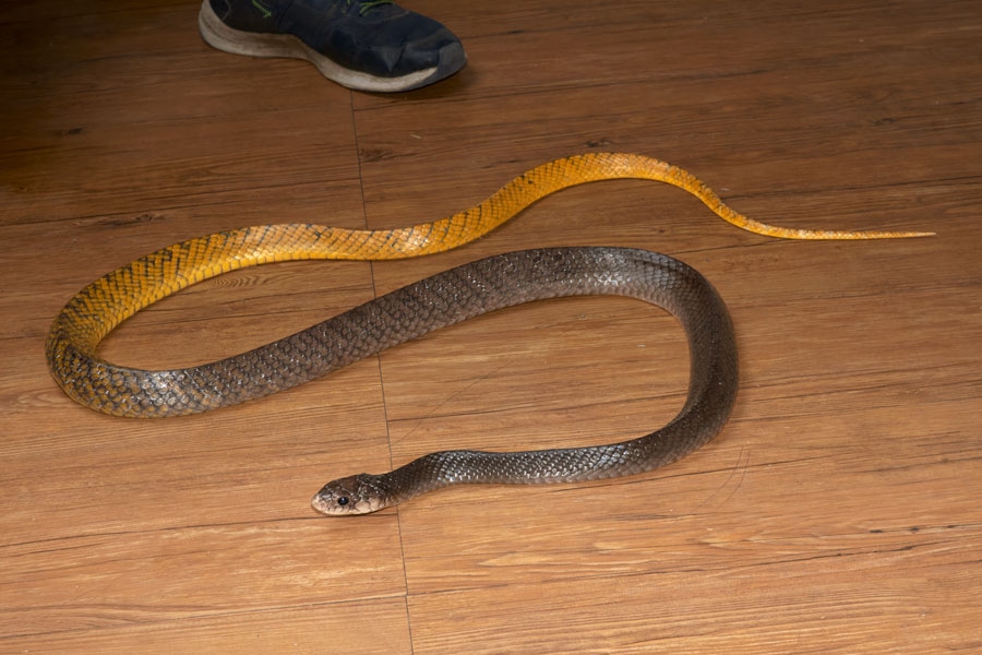 Yellow Tail Cribo Cribo & Indigo Snakes by Slitherpets - MorphMarket