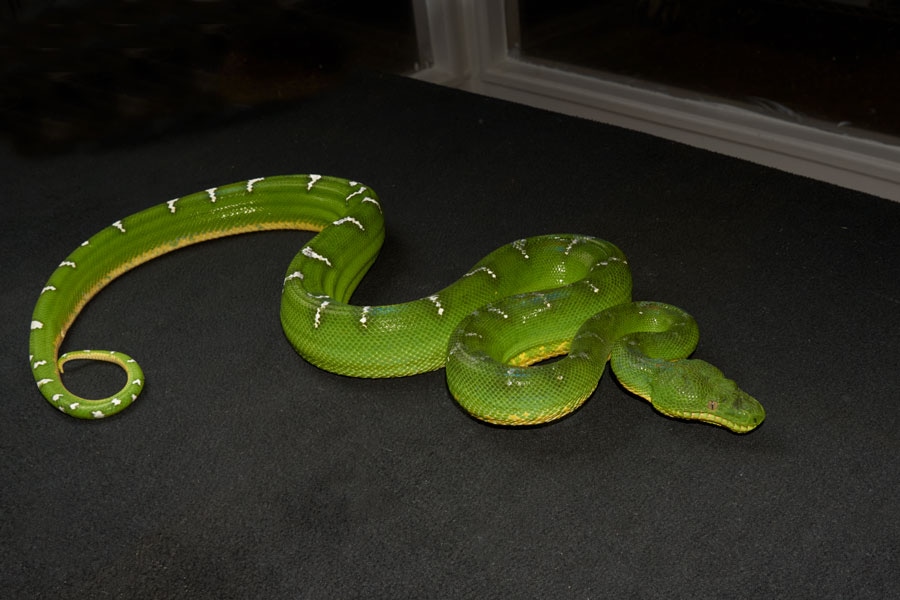 Emerald Tree Boa Northern Emerald Tree Boa by Slitherpets - MorphMarket