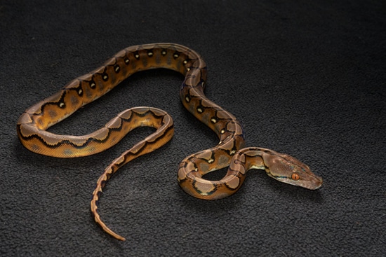 Sunfire Het. Amel Reticulated Python by Slitherpets