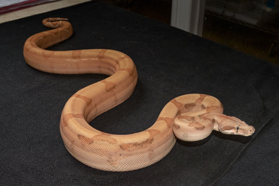 Sunset Boa Boa Constrictor by Slitherpets - MorphMarket