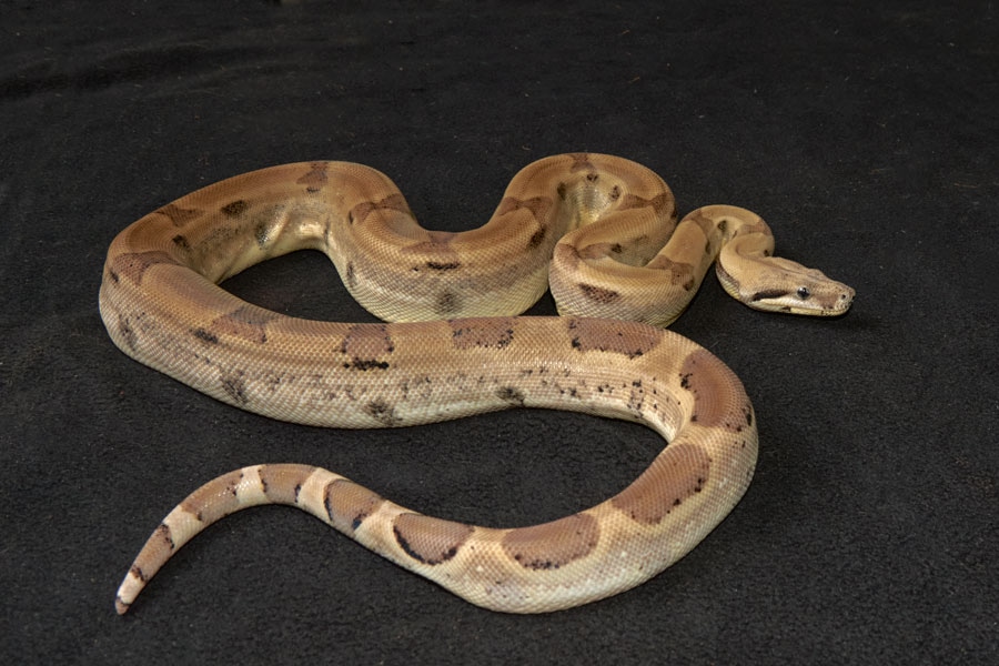 Ghost Boa Boa Constrictor by Slitherpets - MorphMarket