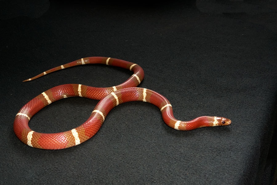 2019 Female Tt Hypo Erythristic Sinaloan Milk Snake by Slitherpets ...