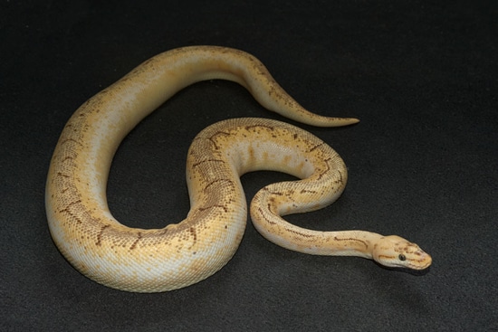 Orange Dream Spinner Blast Ball Python by Slitherpets
