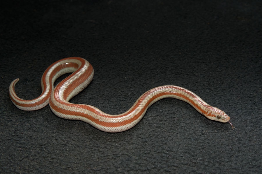 San Matias Rosy Boa by Slitherpets - MorphMarket