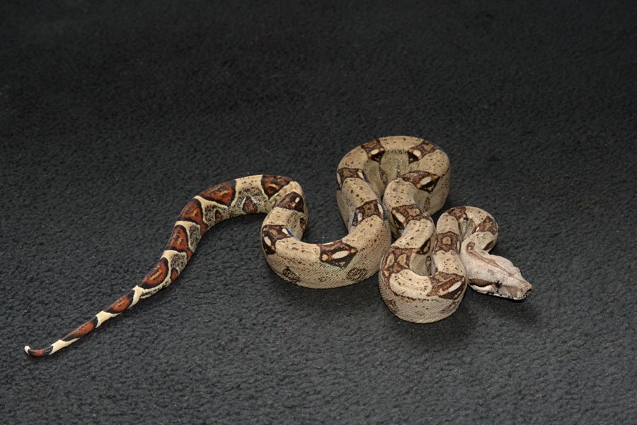 Colombian Red Tail Boa Boa Constrictor by Slitherpets - MorphMarket