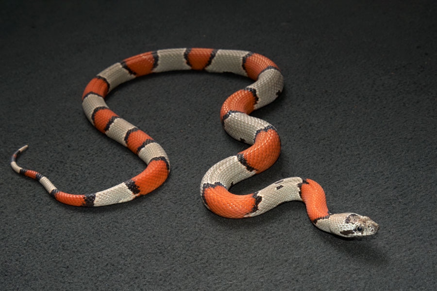 King Snake Gray-banded Kingsnake by Slitherpets - MorphMarket