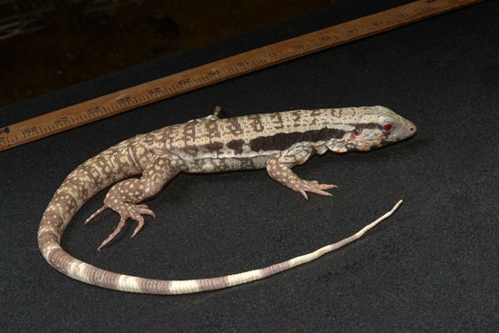 Albino Blue Tegu Argentine Tegus by Slitherpets
