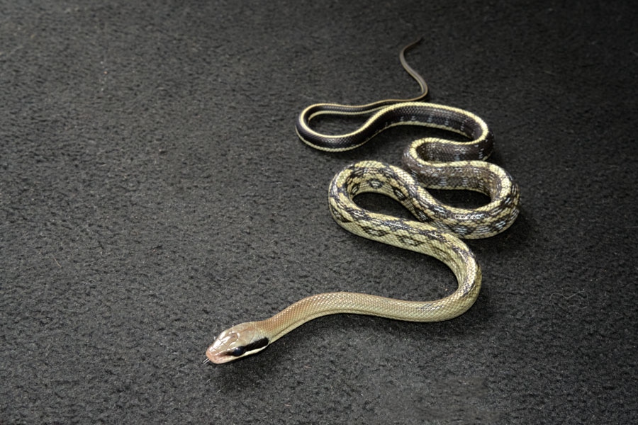 Blue Beauty Rat Snake by Slitherpets - MorphMarket