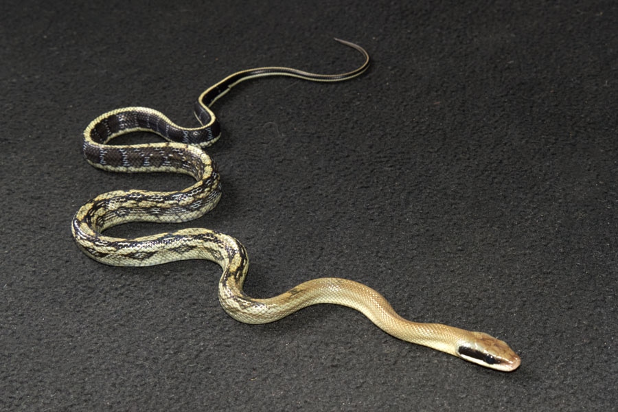 Blue Beauty Rat Snake by Slitherpets - MorphMarket