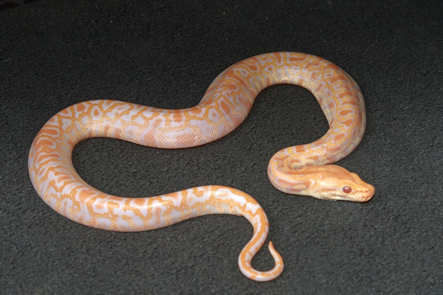 Albino Burmese Python by Slitherpets - MorphMarket