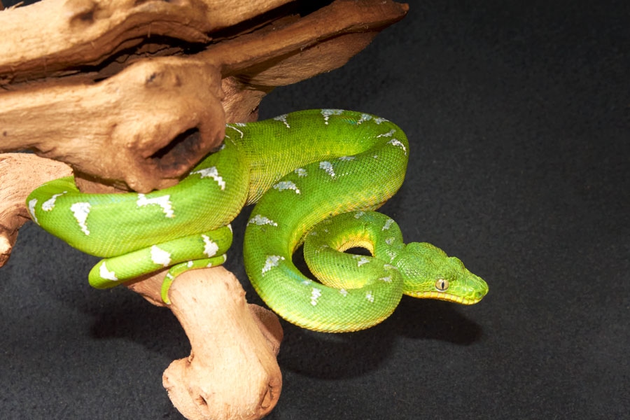 Emerald Tree Boa Northern Emerald Tree Boa by Slitherpets - MorphMarket