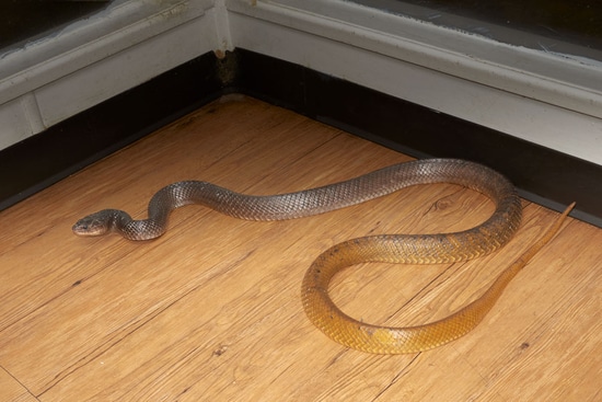 Yellow Tail Cribo Cribo & Indigo Snakes by Slitherpets