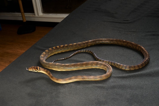 Sorong Scrub Python by Slitherpets