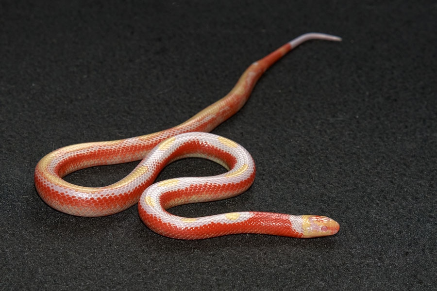 Albino Splotched X Nelsoni Milk Snake Sinaloan Milk Snake by ...
