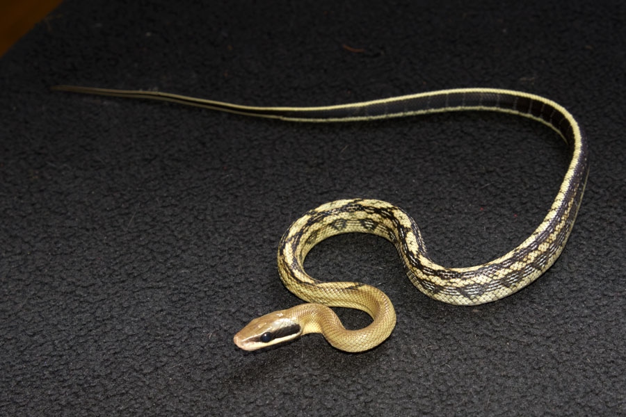 Vietnamese Blue Beauty Rat Snake by Slitherpets - MorphMarket