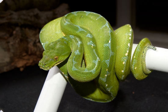 Sorong Green Tree Python by Slitherpets