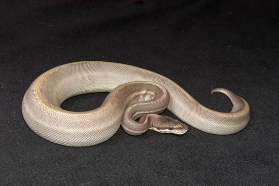 Super Phantom Leopard Poss. Het Cypress Ball Python by Slitherpets