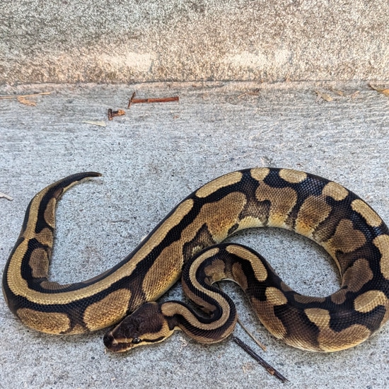 2023 Male Genetic Stripe Ball Python by The Snake Shack