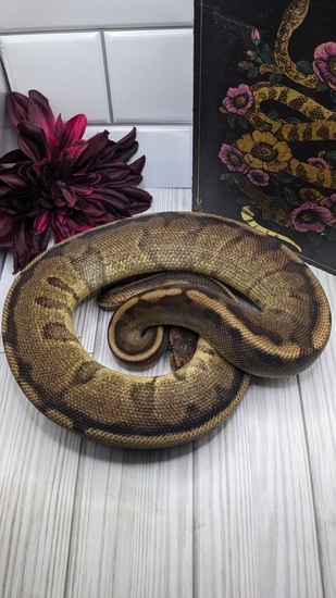 2022 Female Genetic Stripe Ball Python by The Snake Shack