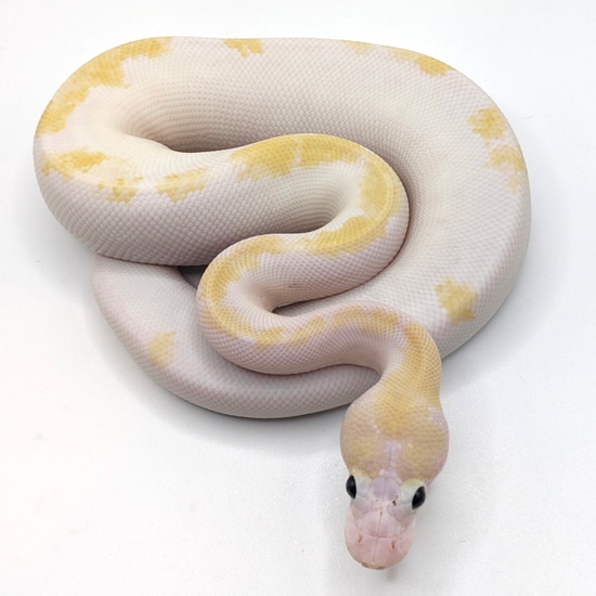 2024 (Pos Super) Pastel Super Fire Pos Enchi Female Ball Python by The Snake Shack