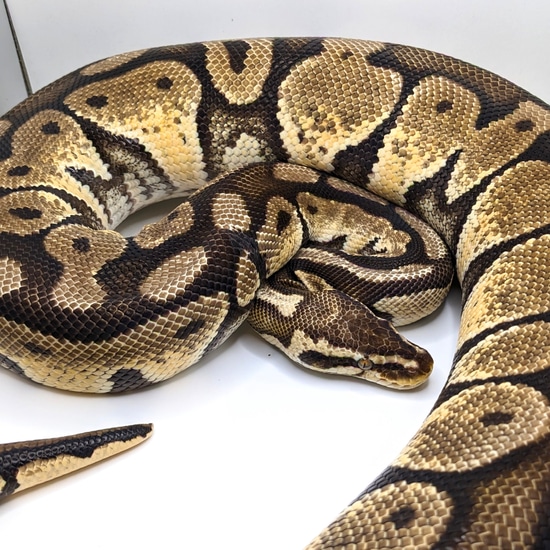 Lemon Pastel Ball Python by The Snake Shack