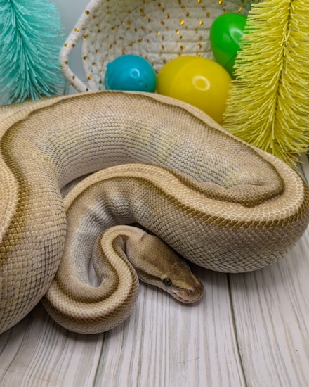 Butter Genetic Stripe Ball Python by The Snake Shack