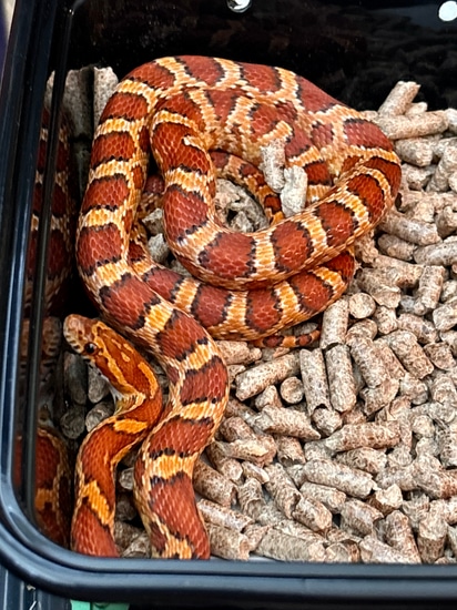 Devils Garden PH Scaleless Corn Snake by Sideshow Exotic Reptiles