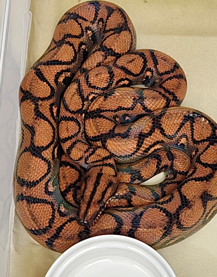 Long Term Captive Brazilian Rainbow Boa by Sideshow Exotic Reptiles