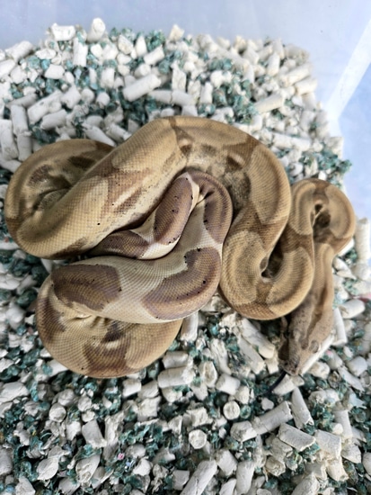 Super Ghost Het VPI Boa Constrictor by Sideshow Exotic Reptiles
