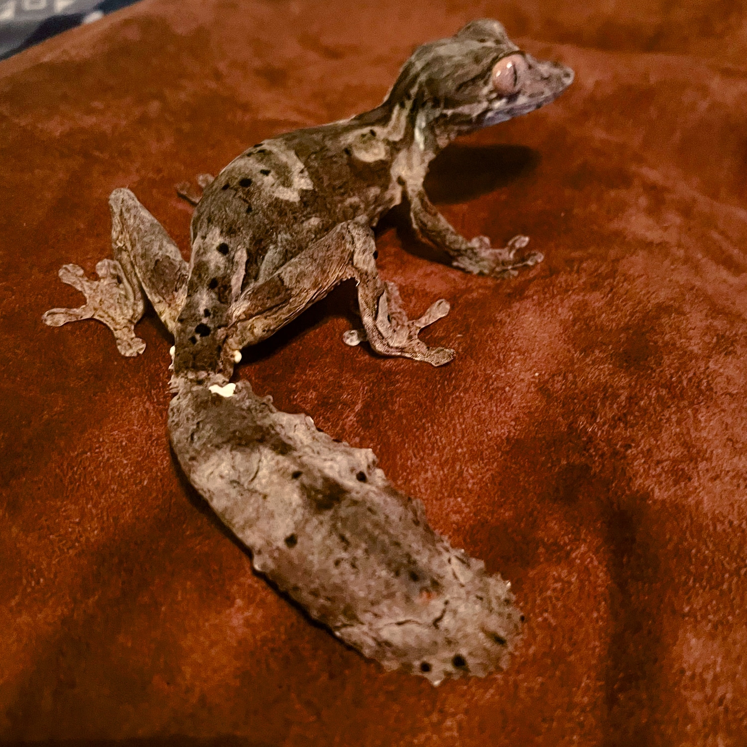 Uroplatus Henkeli Leaf-Tailed Gecko by WPS Reptiles - MorphMarket