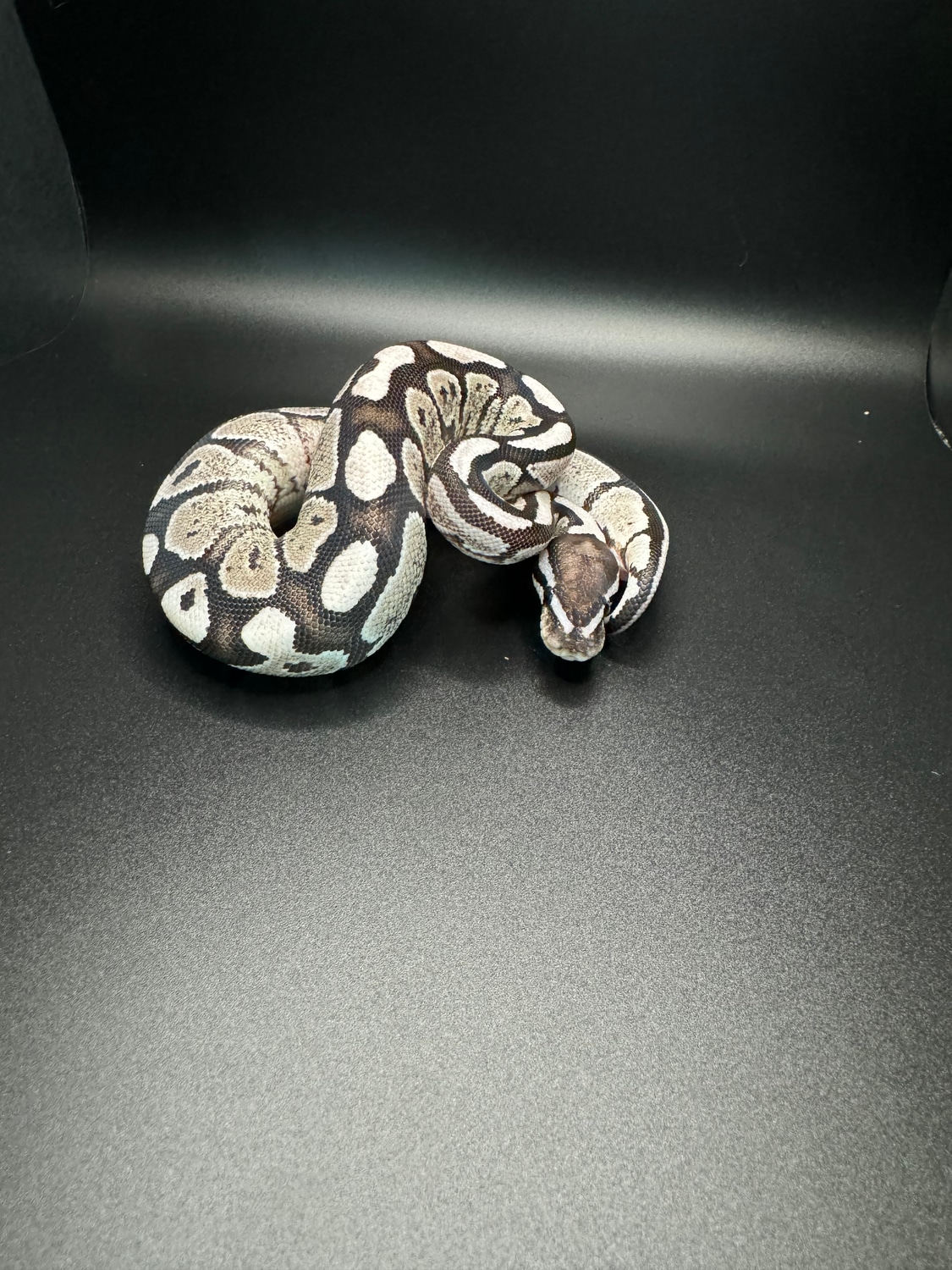 Axanthic VpI Vanilla Het 50% Genetic Stripe Ball Python by Steves Balls ...