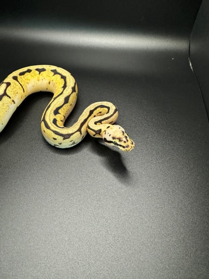 Bumblebee Vanilla 100% Het Axanthic VPI 50% Genetic Stripe Ball Python ...