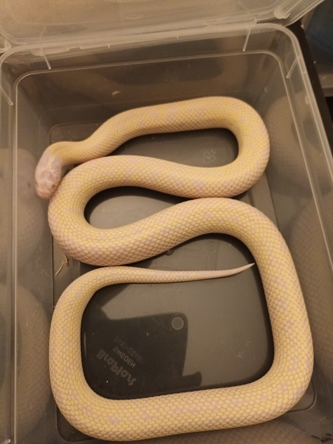 Albino Banana Cali King California Kingsnake by SM.Reptiles - MorphMarket