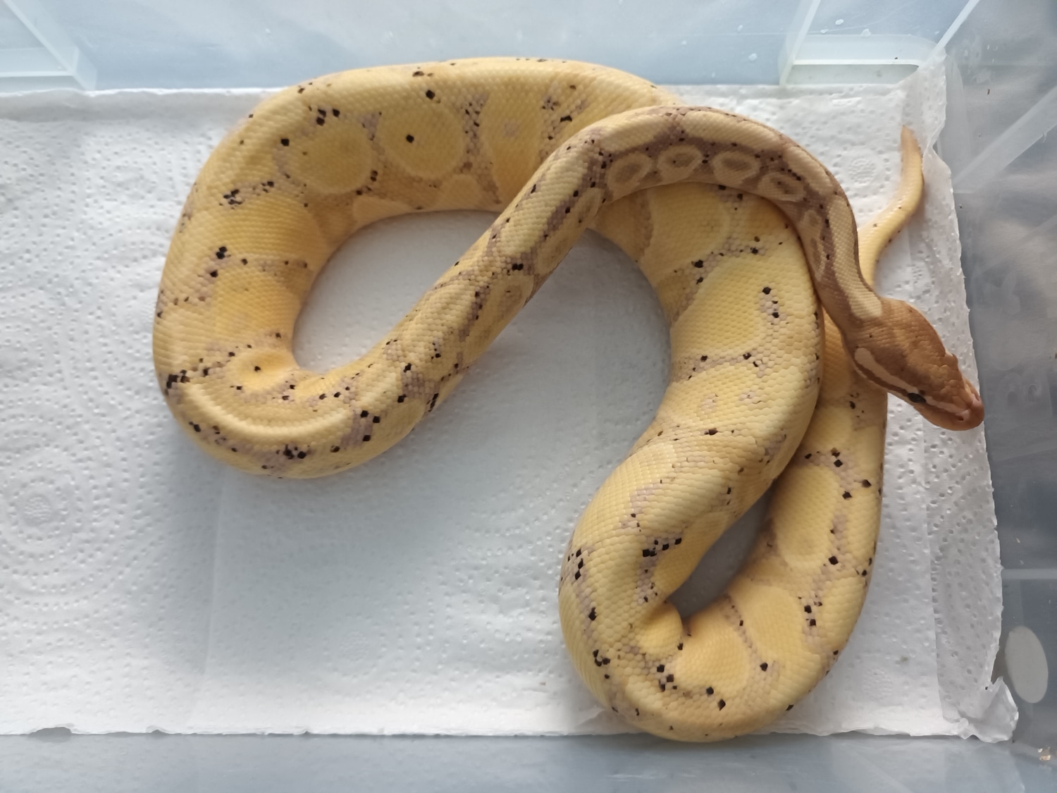 Banana Yellowbelly Het Pied Ball Python by SM.Reptiles - MorphMarket