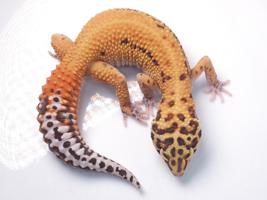 BA-052519-B: Bell Sunglow Het Eclipse Leopard Gecko by Summa and Sons ...