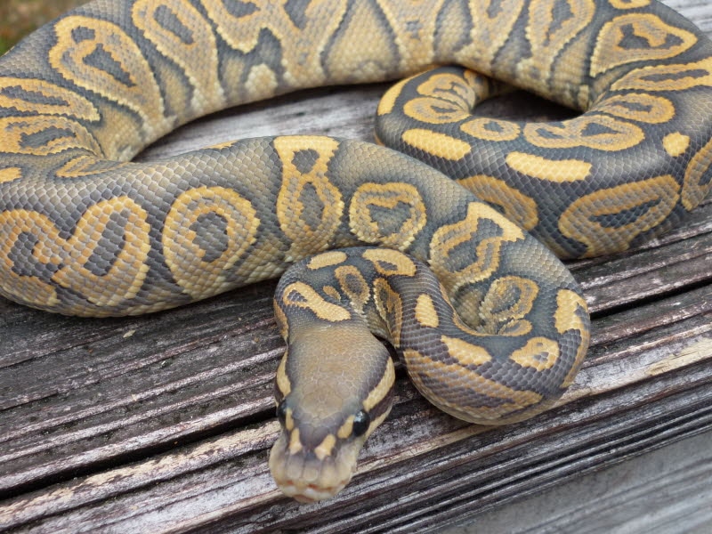 Black Pastel Ghost Ball Python by SSNAKES Reptiles - MorphMarket