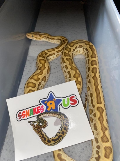 Sale Price! 2021 Hypo Female Burmese Python by Burm House