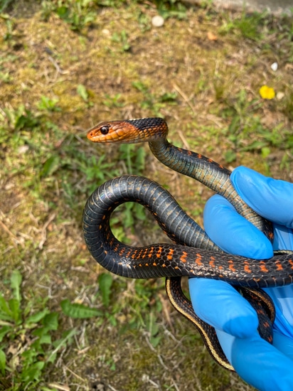 Oregon Red Spotted (Euro Bloodline) Garter Snake by Burm House