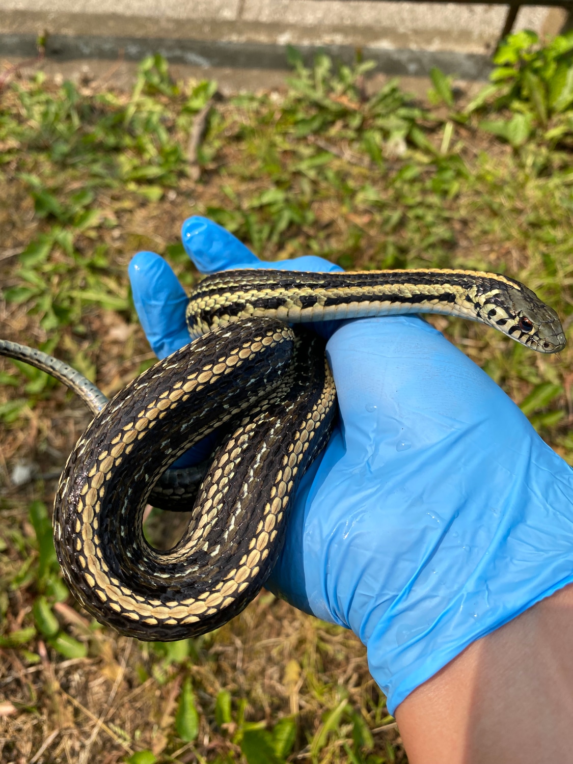 Aztec Plains (Yearling) Garter Snake by Burm House - MorphMarket