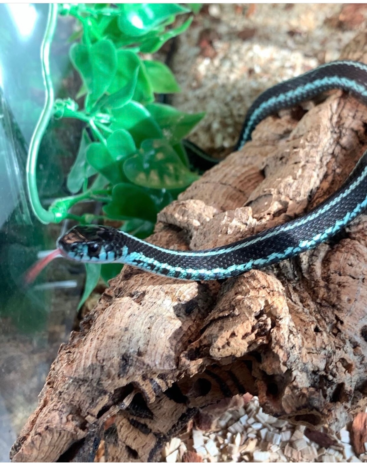 Puget Sound !! RARE Garter Snake by Burm House - MorphMarket