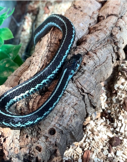 Puget Sound Garter Snake!! RARE by Burm House
