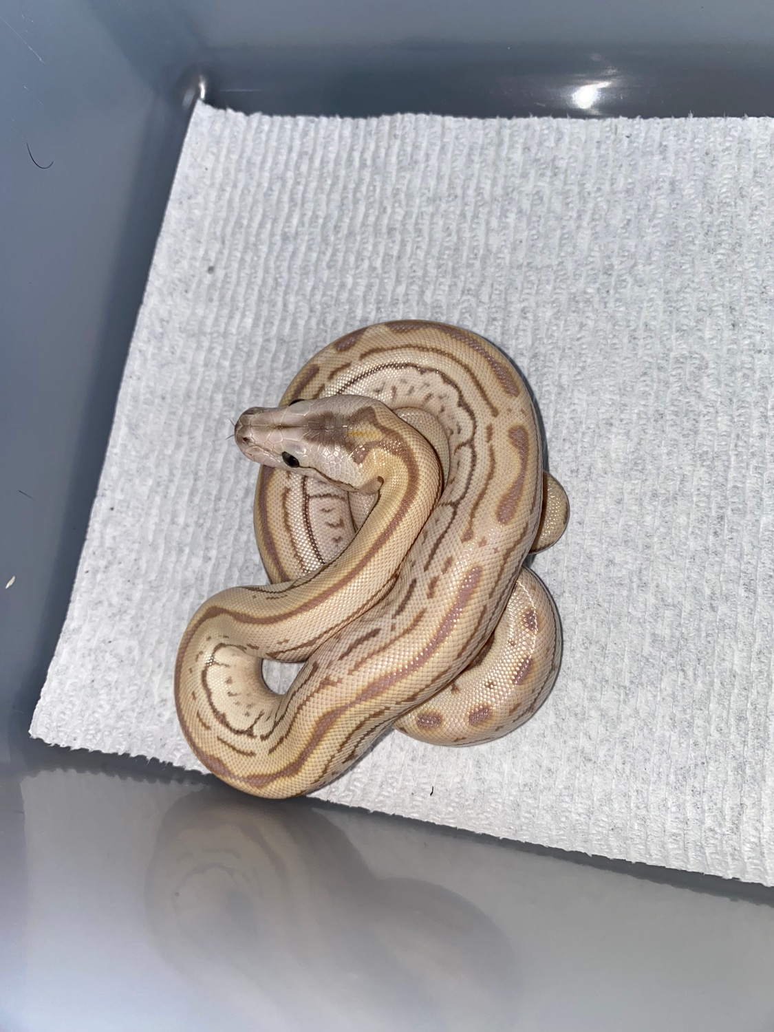 Hypo Labyrinth 100% Het Green Burmese Python by Burm House - MorphMarket