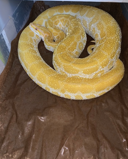 Pearl 100% Het Caramel Burmese Python by Burm House