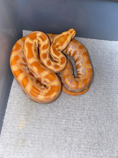 Albino Burmese Python by Burm House