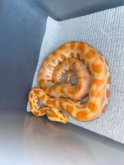 Albino 100% Het Labyrinth Green Burmese Python by Burm House