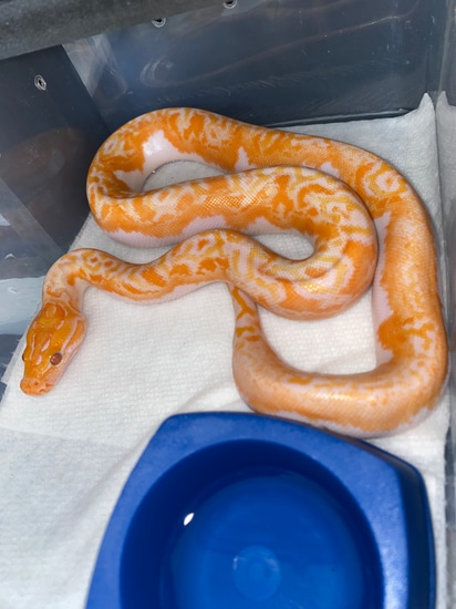 Albino Pied 50% Het Caramel Granite Burmese Python by Burm House