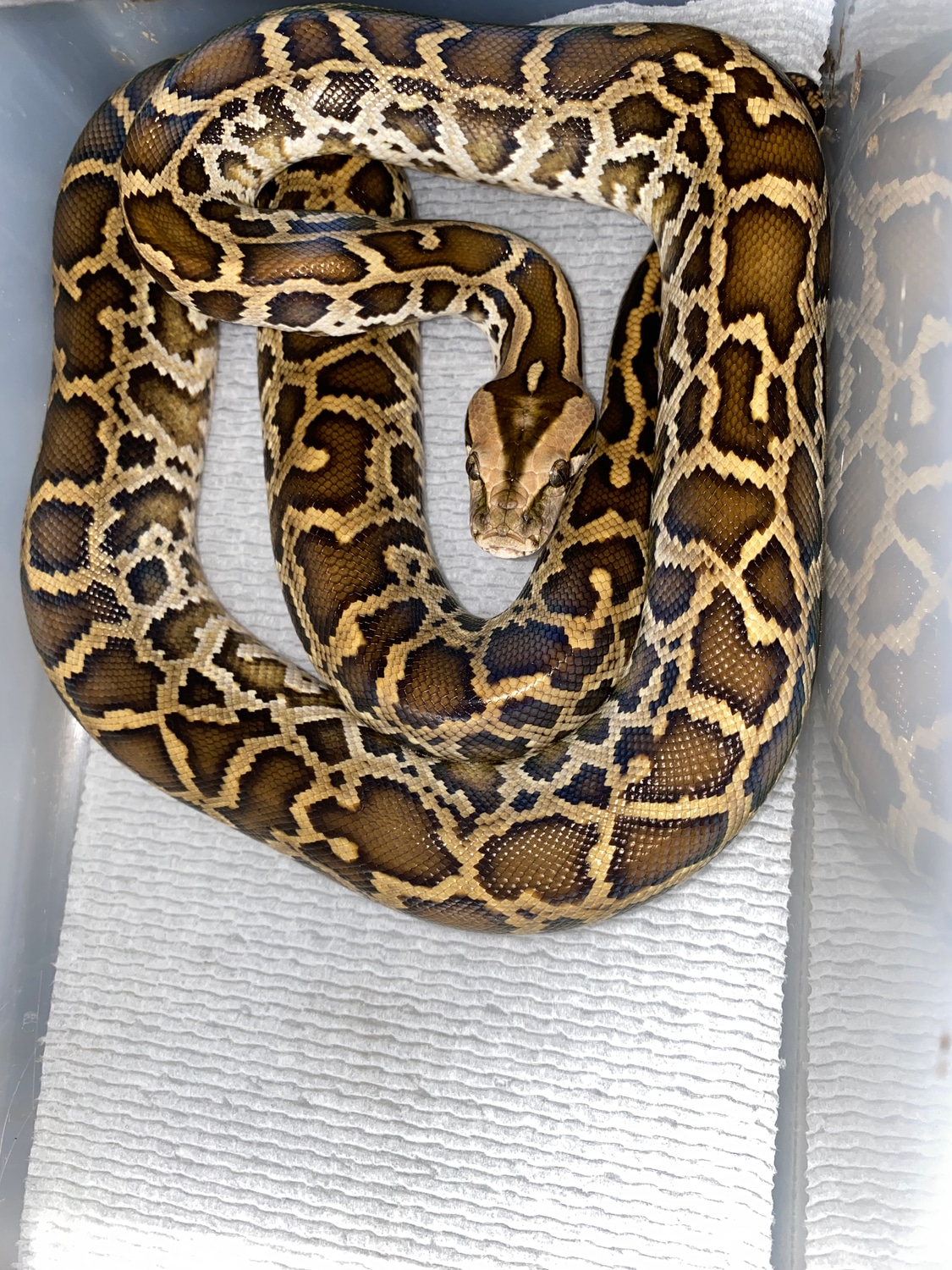 100% Dbl Het Champagne Granite (READY TO BREED) Burmese Python by Burm ...