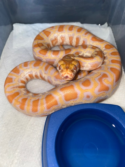 Albino 66% Het Pied 50% Het Green Granite Caramel Burmese Python by ...
