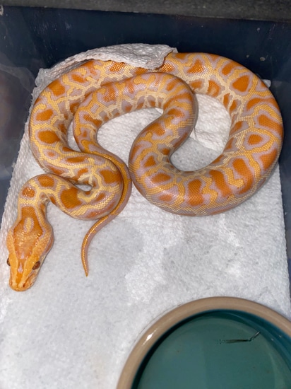 Albino 66% Het Pied 50% Het Green Granite Caramel Burmese Python by ...
