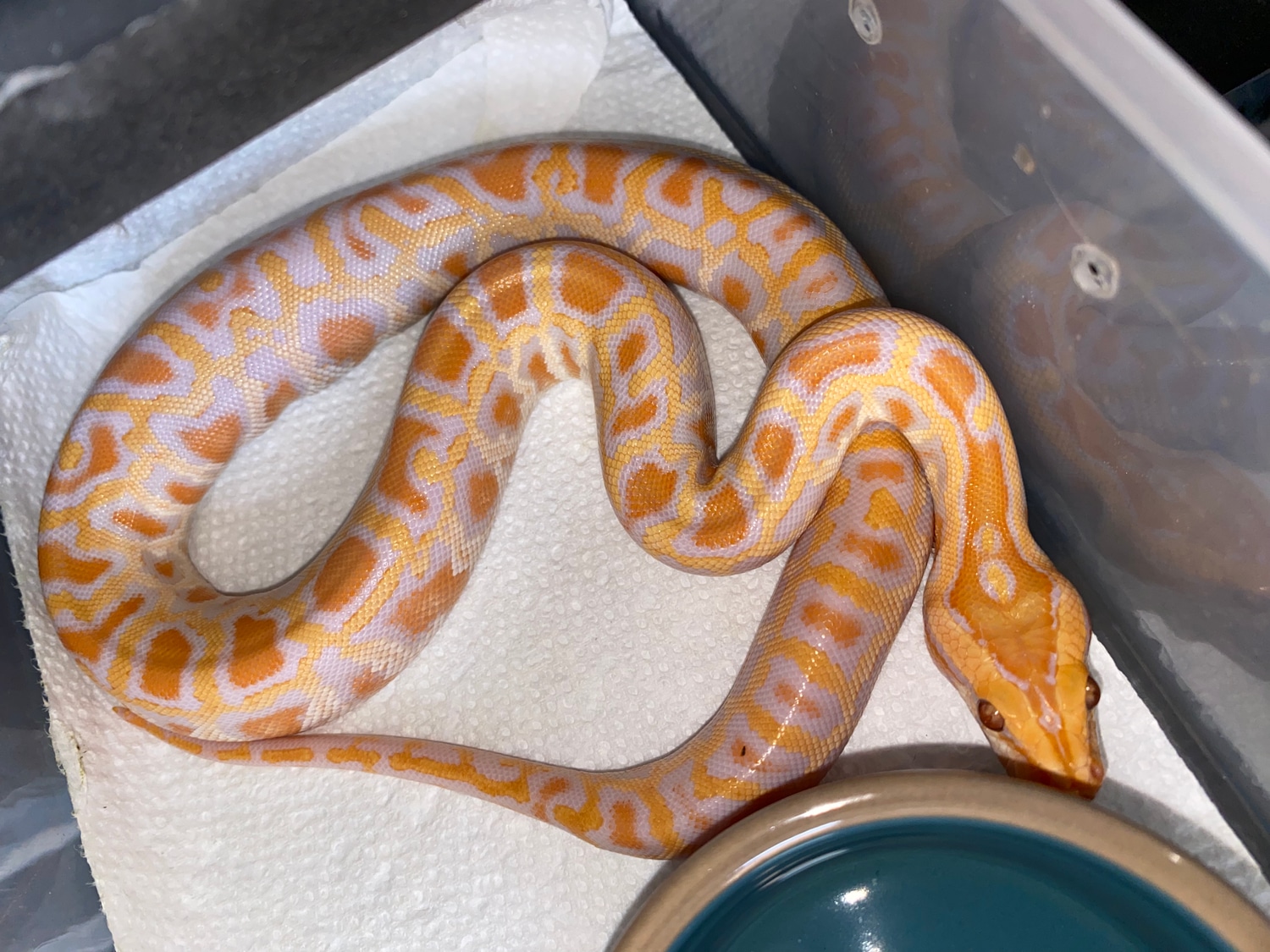 Albino 66% Het Pied 50% Het Green Granite Caramel Burmese Python by ...